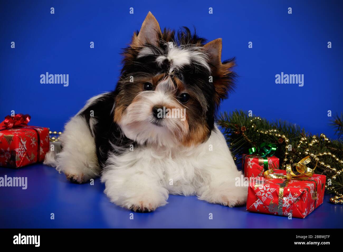 Studio photography of a Biewer Yorkshire Terrier on colored backgrounds ...