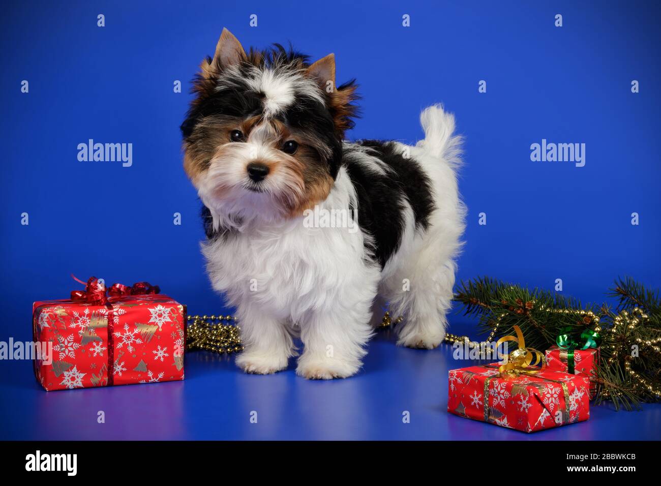 Studio photography of a Biewer Yorkshire Terrier on colored backgrounds ...