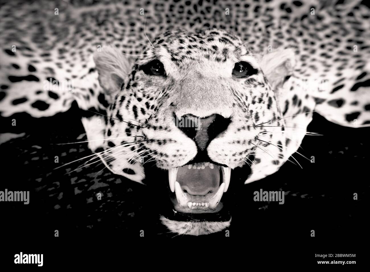 Stuffed leopard head. Stuffed animal rug. No people Stock Photo - Alamy