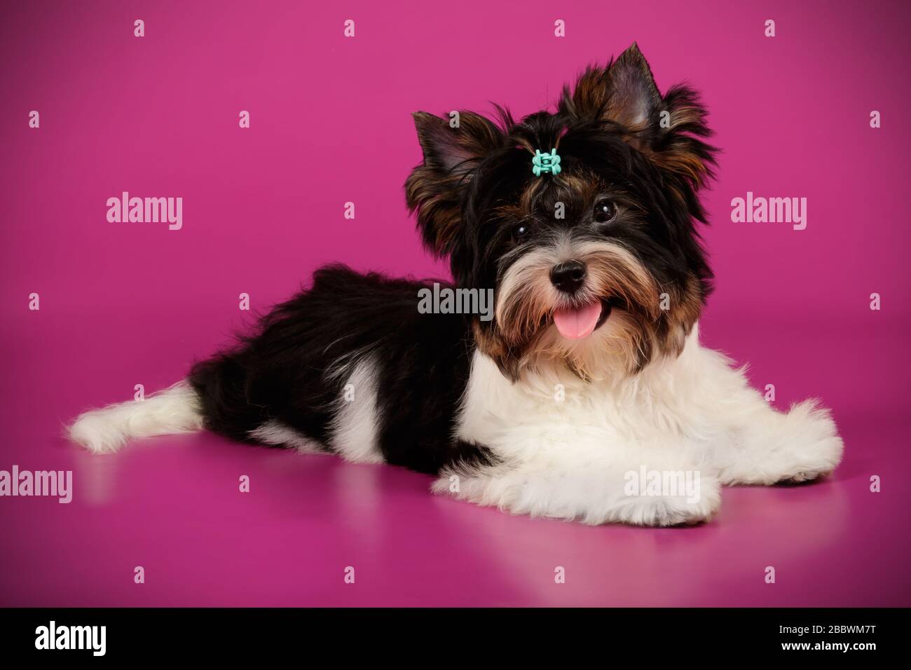 Studio photography of a Biewer Yorkshire Terrier on colored backgrounds ...