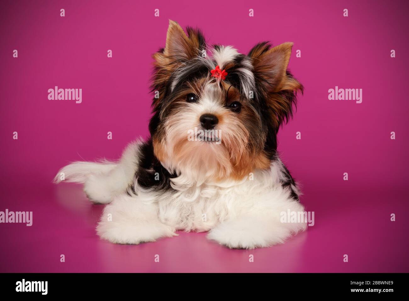 Studio photography of a Biewer Yorkshire Terrier on colored backgrounds ...