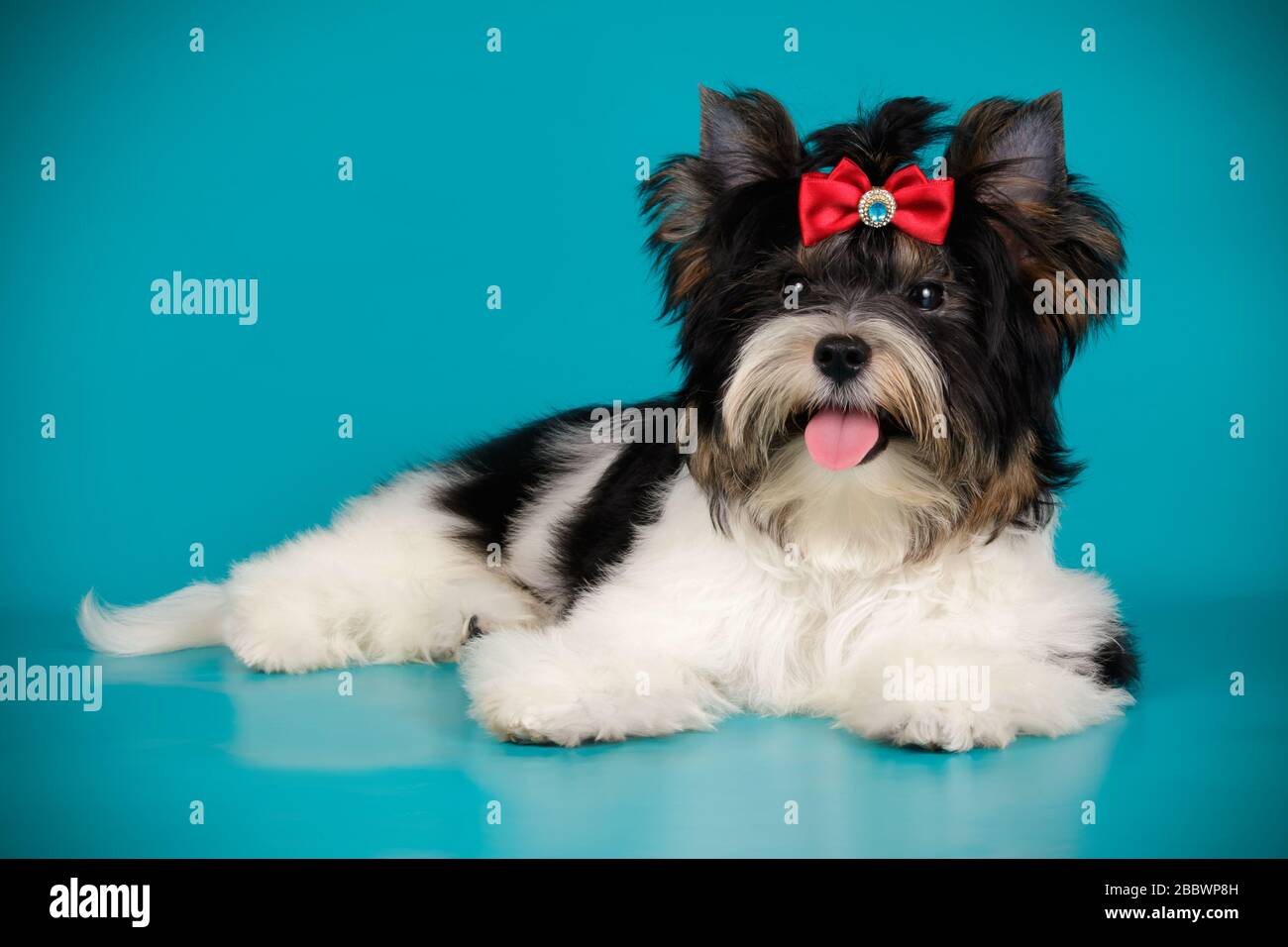 Studio photography of a Biewer Yorkshire Terrier on colored backgrounds ...
