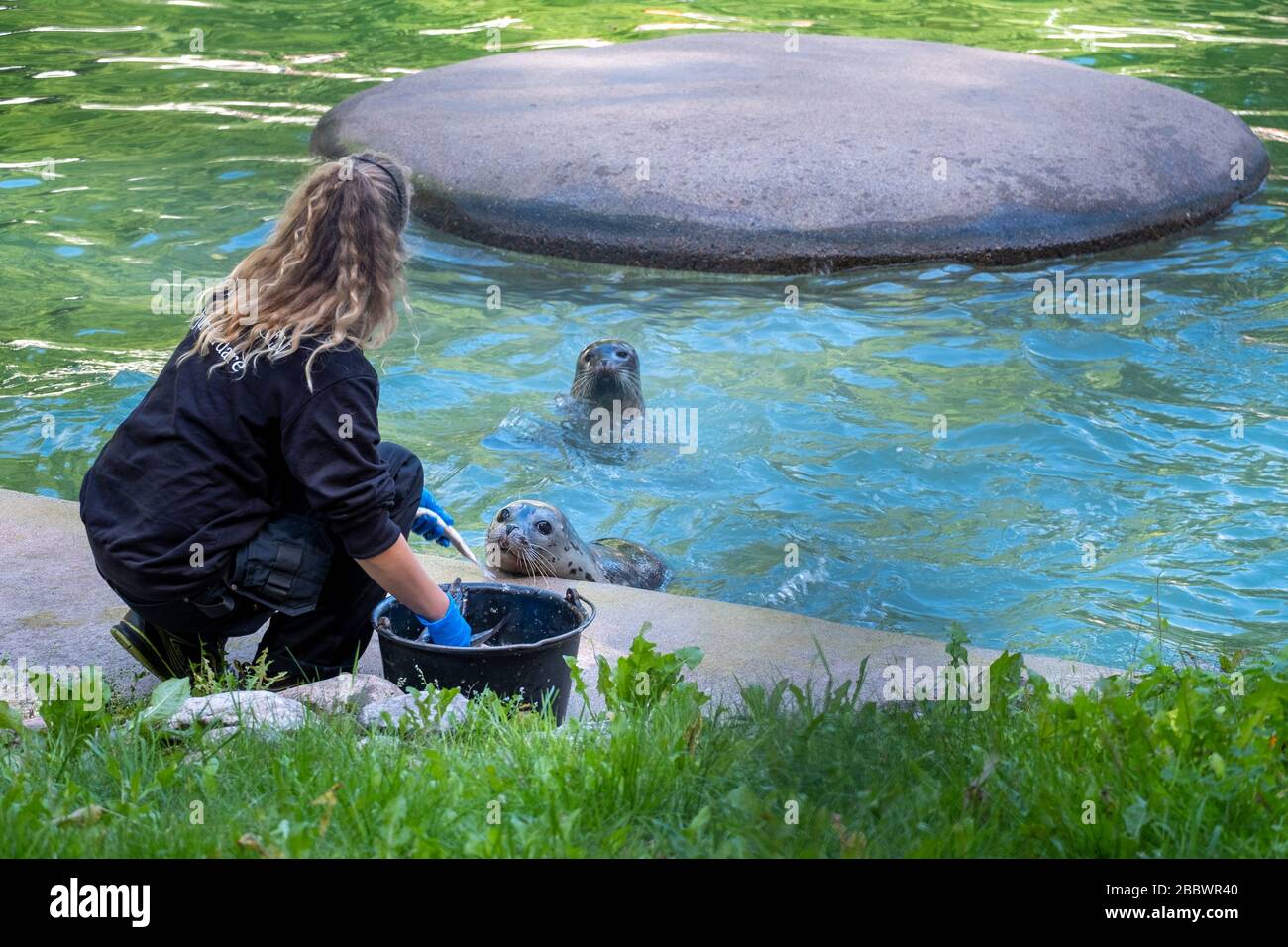 Feeding seals woman hi-res stock photography and images - Alamy