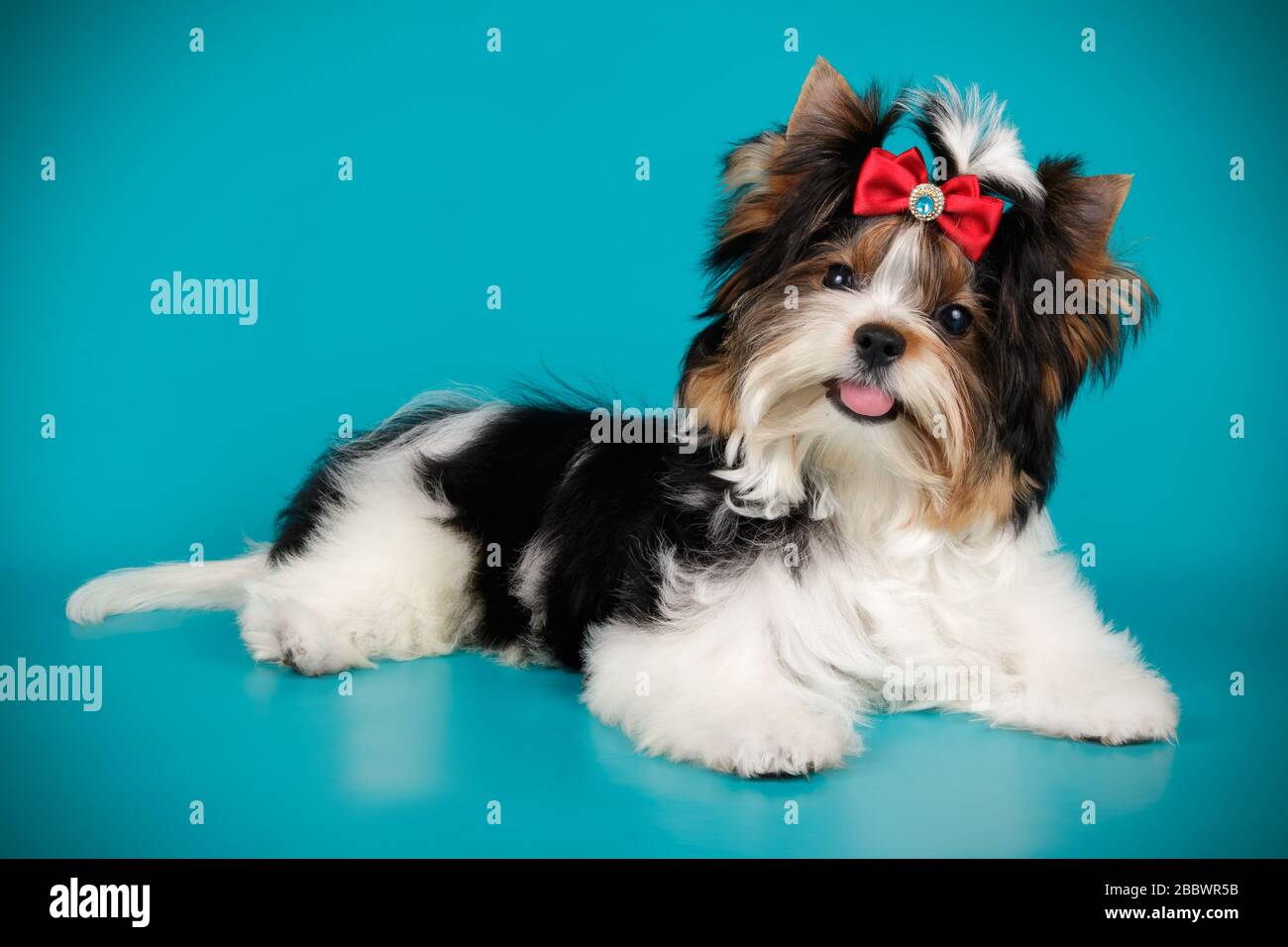 Studio photography of a Biewer Yorkshire Terrier on colored backgrounds ...