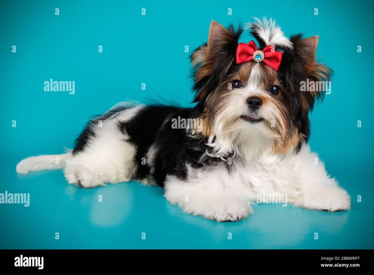 Studio photography of a Biewer Yorkshire Terrier on colored backgrounds ...