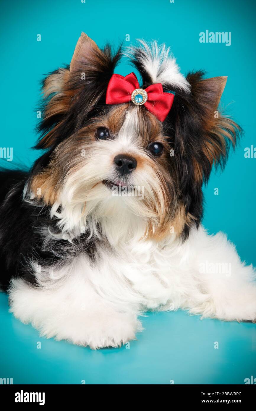 Studio photography of a Biewer Yorkshire Terrier on colored backgrounds ...