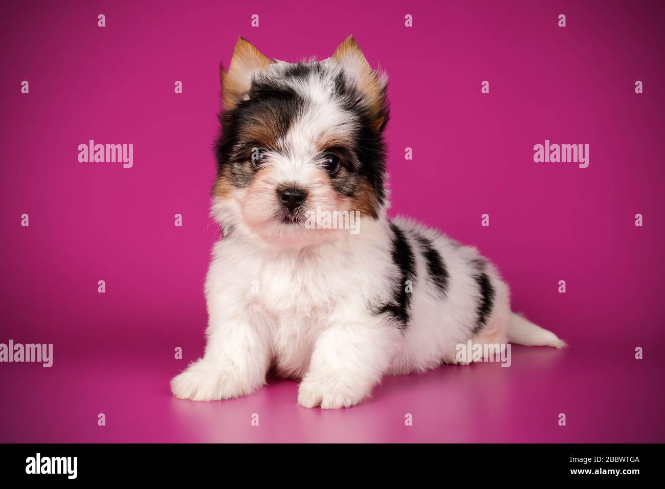 Studio photography of a Biewer Yorkshire Terrier on colored backgrounds ...