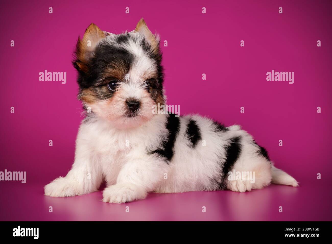 Studio photography of a Biewer Yorkshire Terrier on colored backgrounds ...