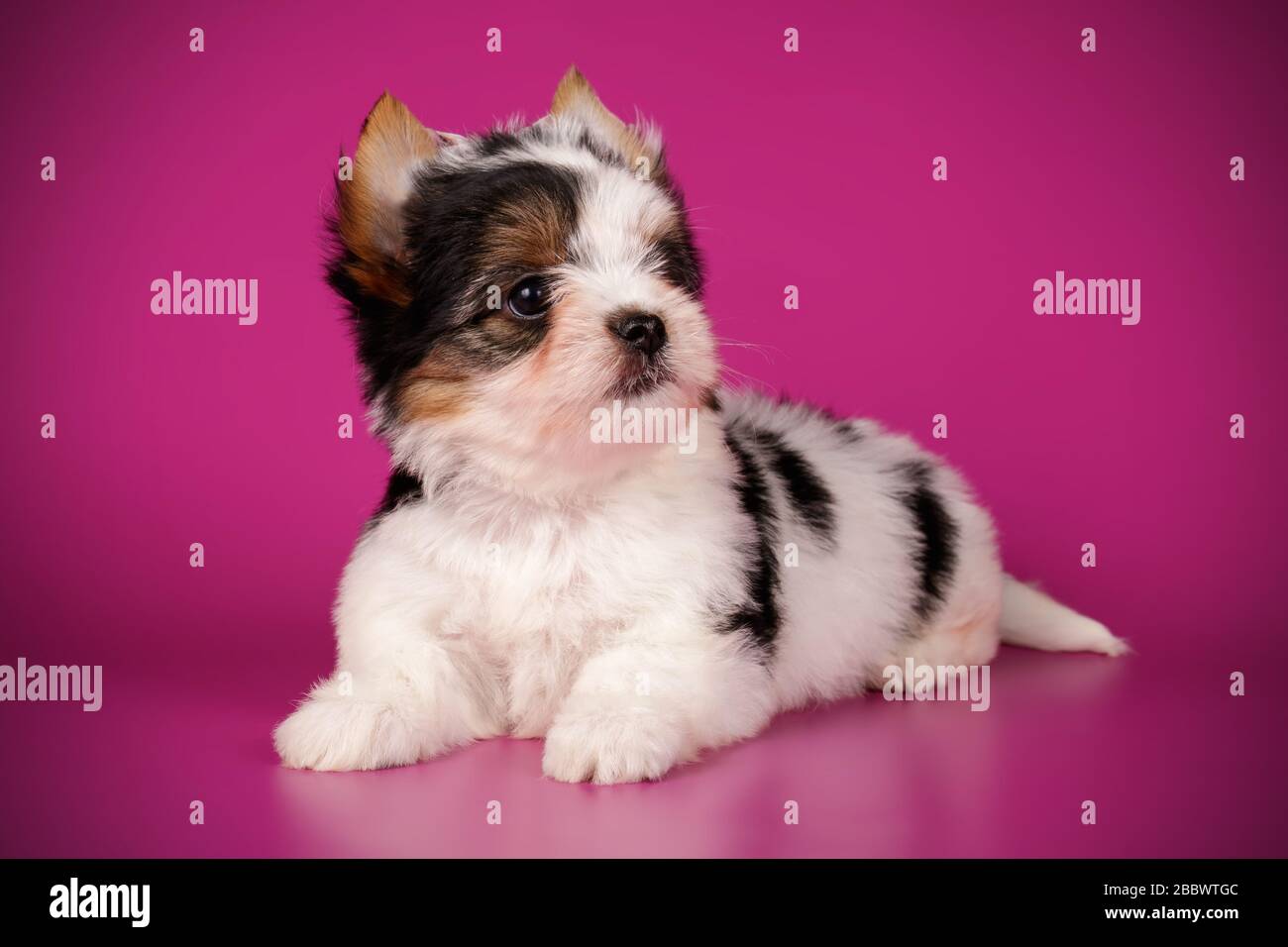 Studio photography of a Biewer Yorkshire Terrier on colored backgrounds ...