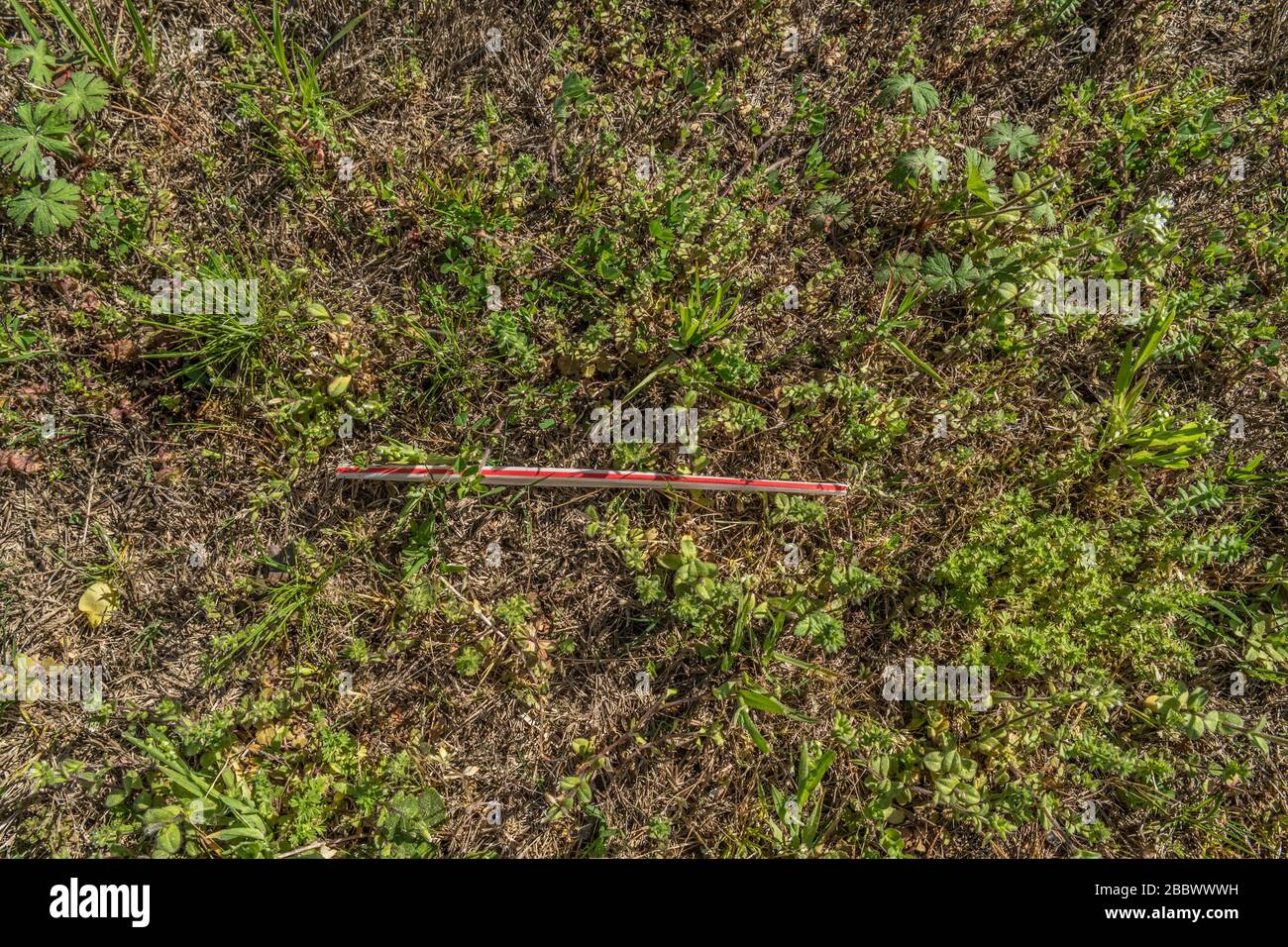 A discarded plastic drinking straw laying on the ground polluting the ...
