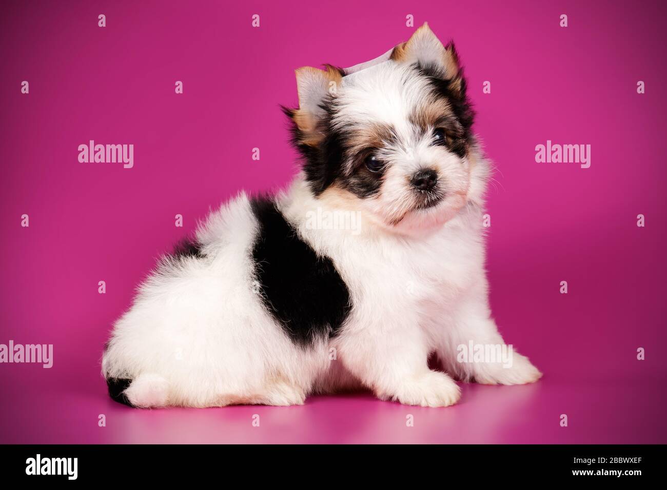 Studio photography of a Biewer Yorkshire Terrier on colored backgrounds ...