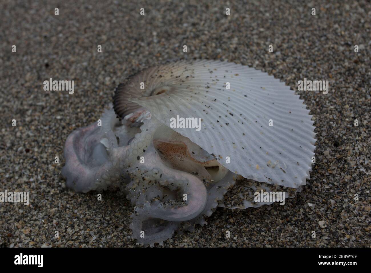 Octopus in Shell on Beach, Florida Stock Photo - Alamy
