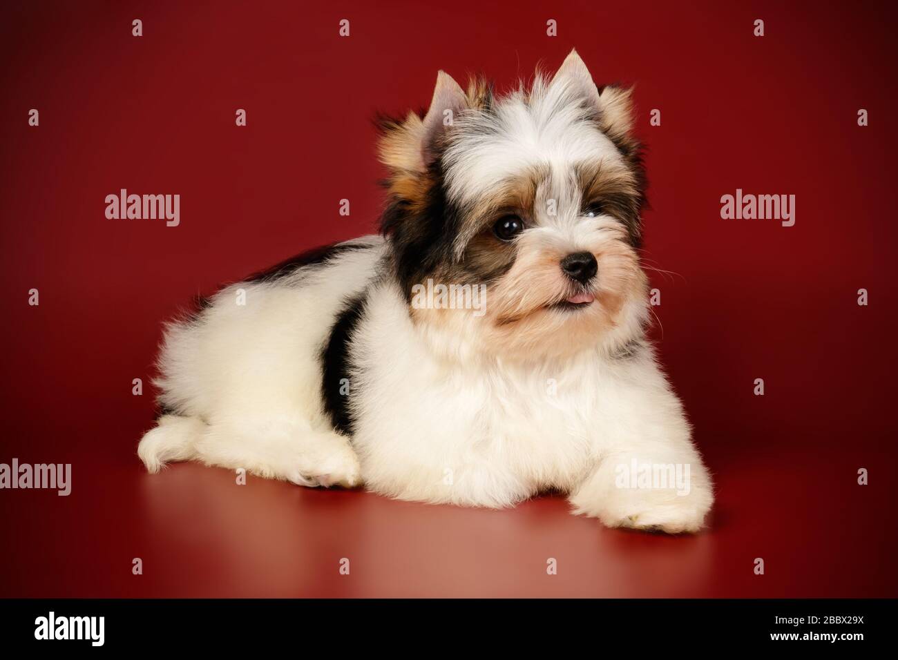 Studio photography of a Biewer Yorkshire Terrier on colored backgrounds ...