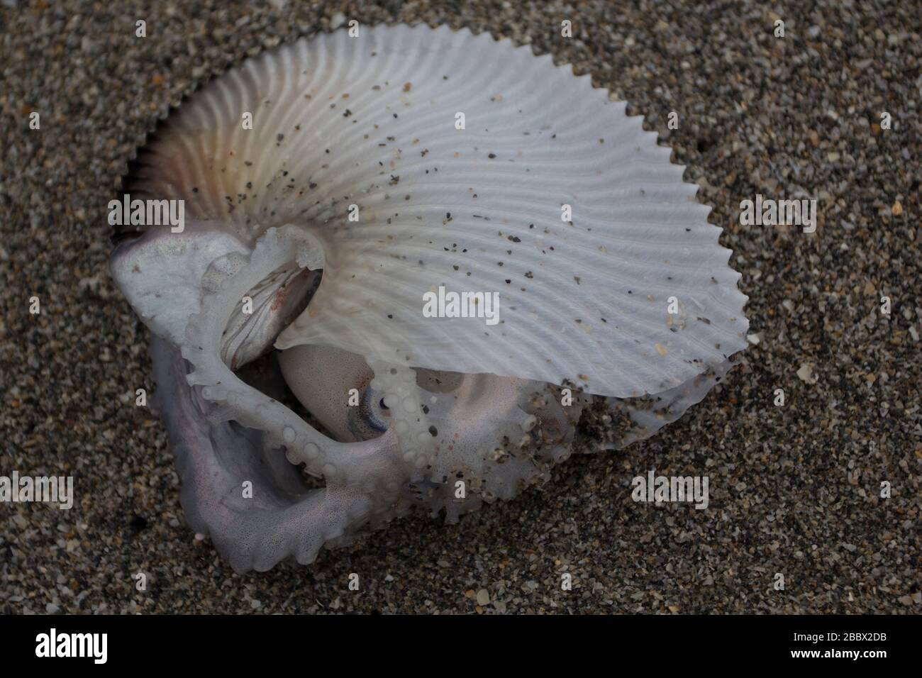 Octopus in Shell on Beach, Florida Stock Photo - Alamy