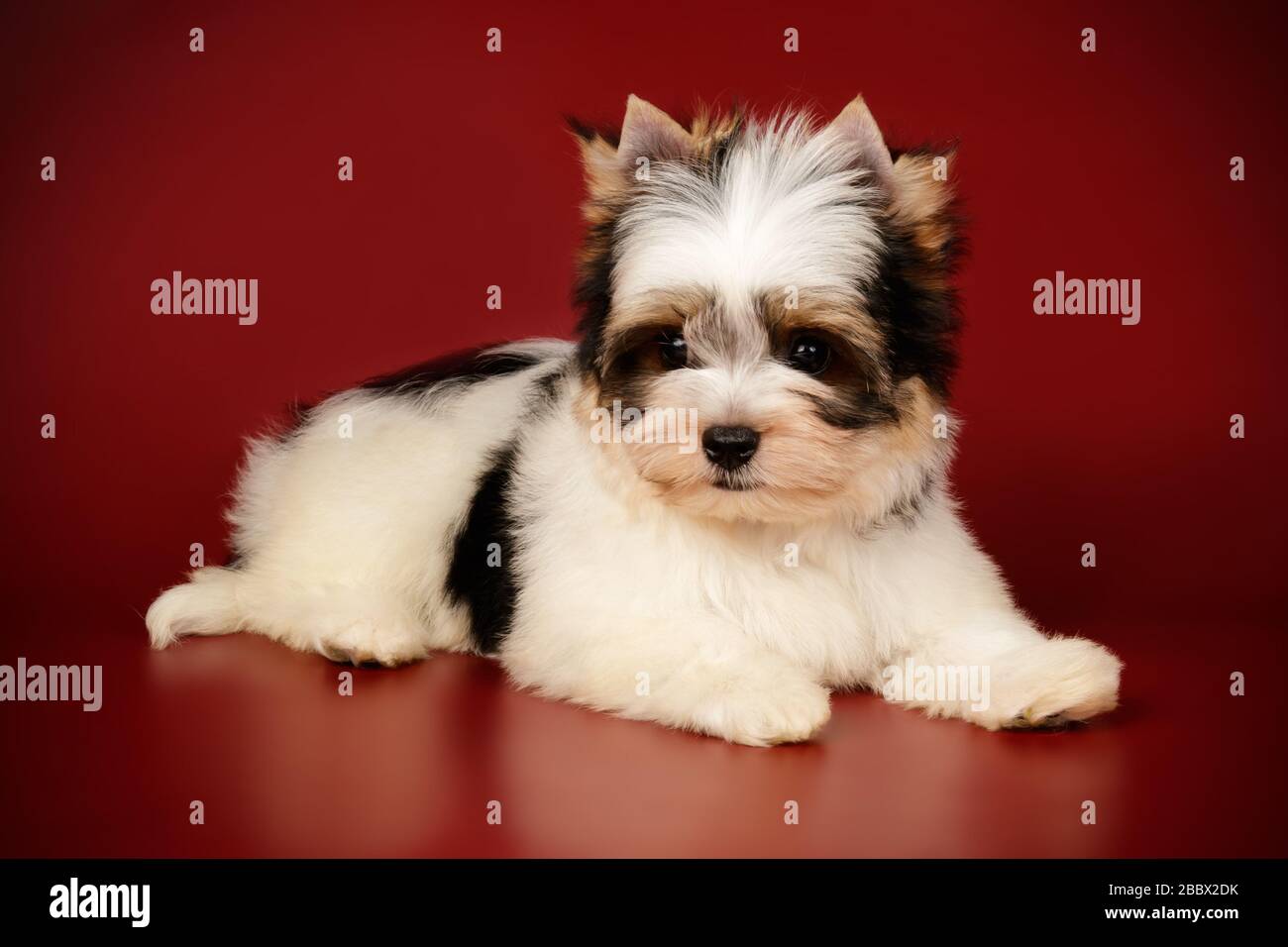 Studio photography of a Biewer Yorkshire Terrier on colored backgrounds ...
