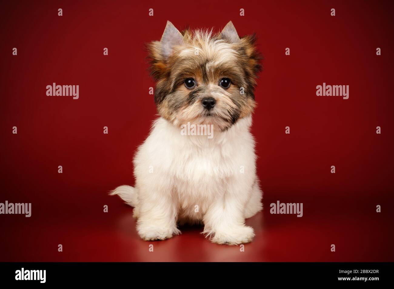 Studio photography of a Biewer Yorkshire Terrier on colored backgrounds ...
