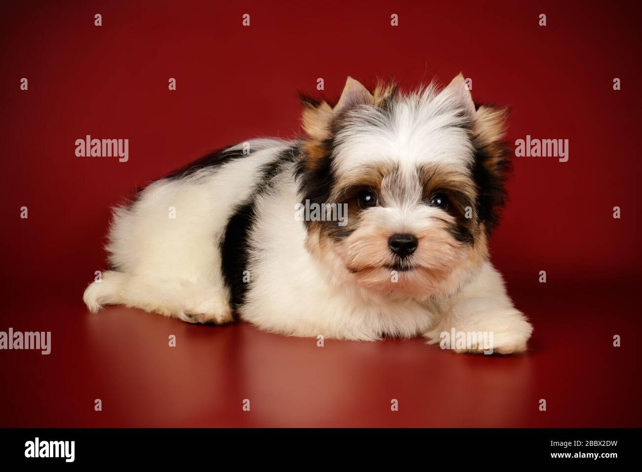Studio photography of a Biewer Yorkshire Terrier on colored backgrounds ...