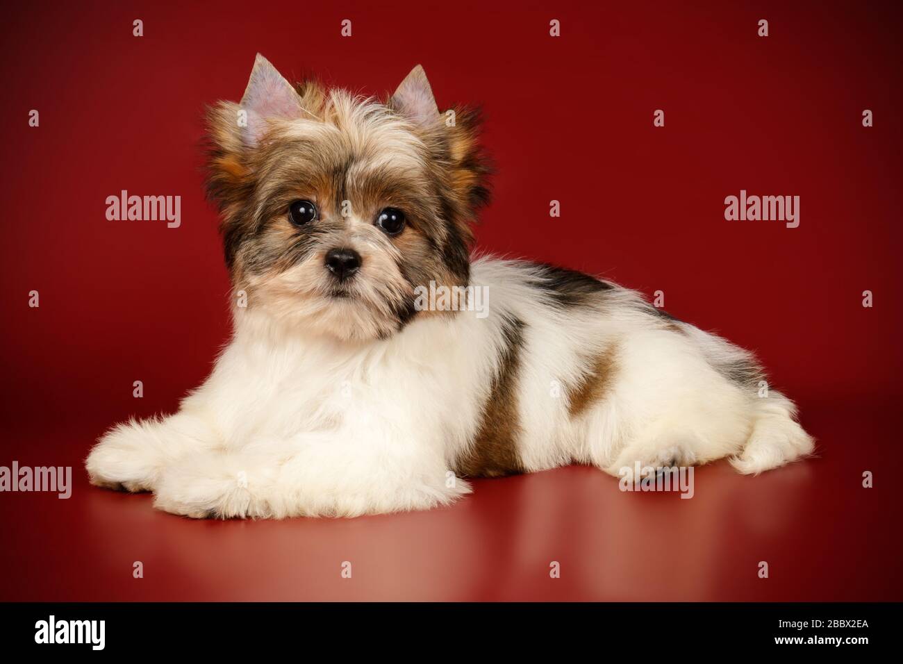 Studio photography of a Biewer Yorkshire Terrier on colored backgrounds ...