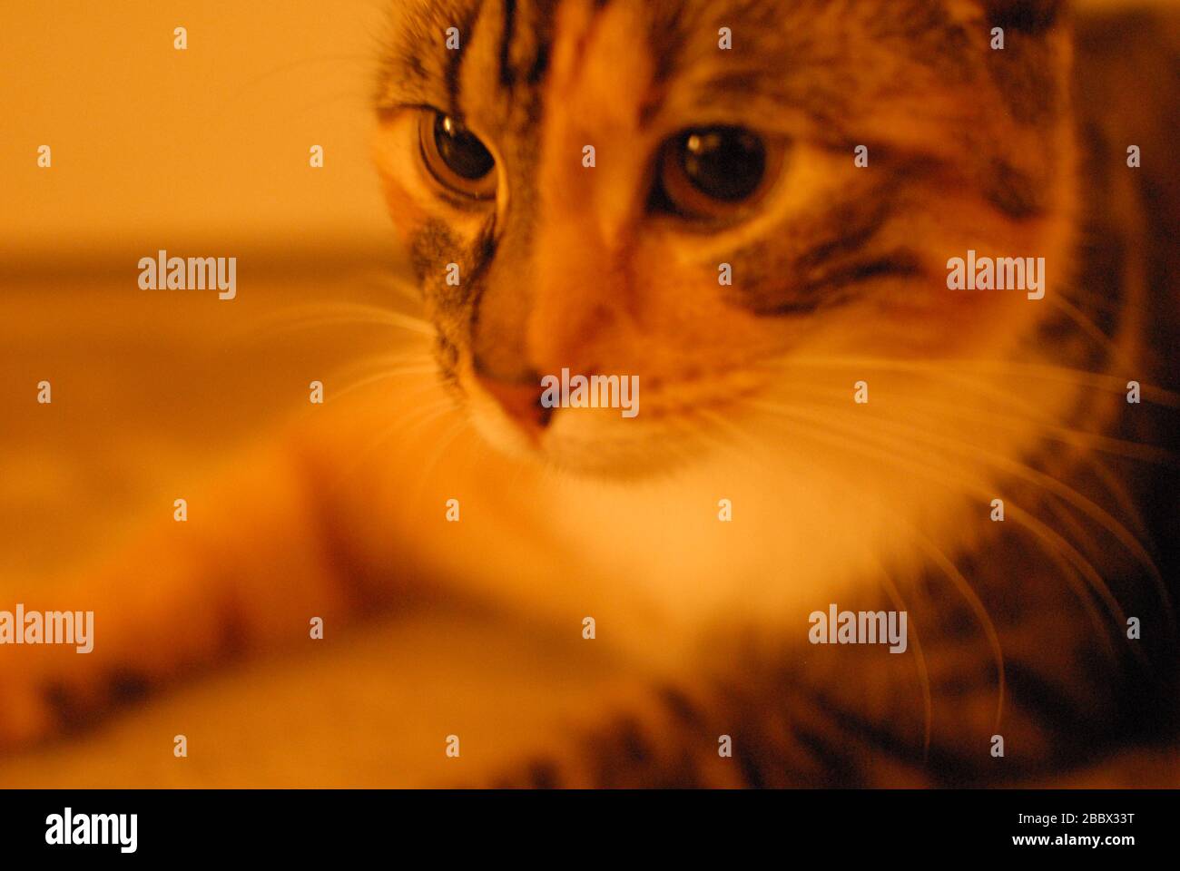 An indoor tabby cat Stock Photo - Alamy