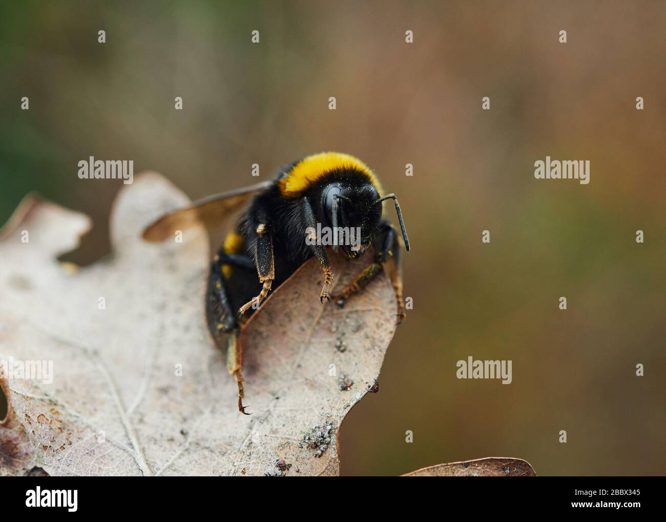 Aposematic hi-res stock photography and images - Alamy