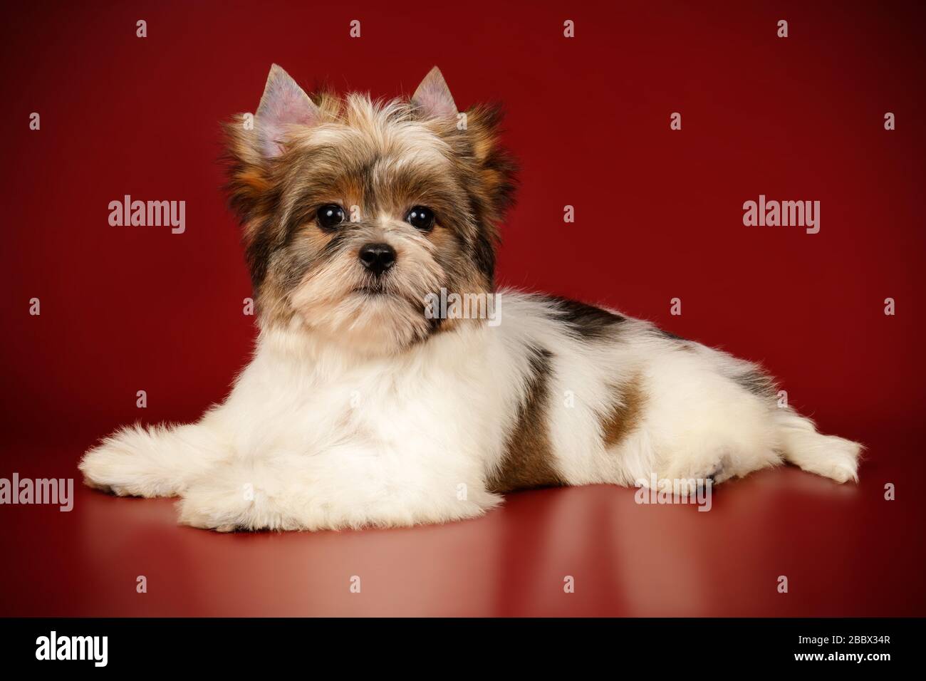 Studio photography of a Biewer Yorkshire Terrier on colored backgrounds ...