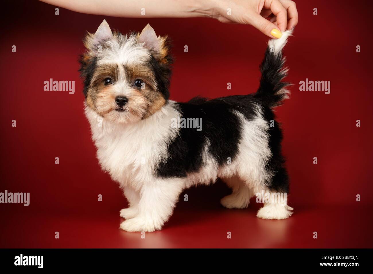 Studio photography of a Biewer Yorkshire Terrier on colored backgrounds ...