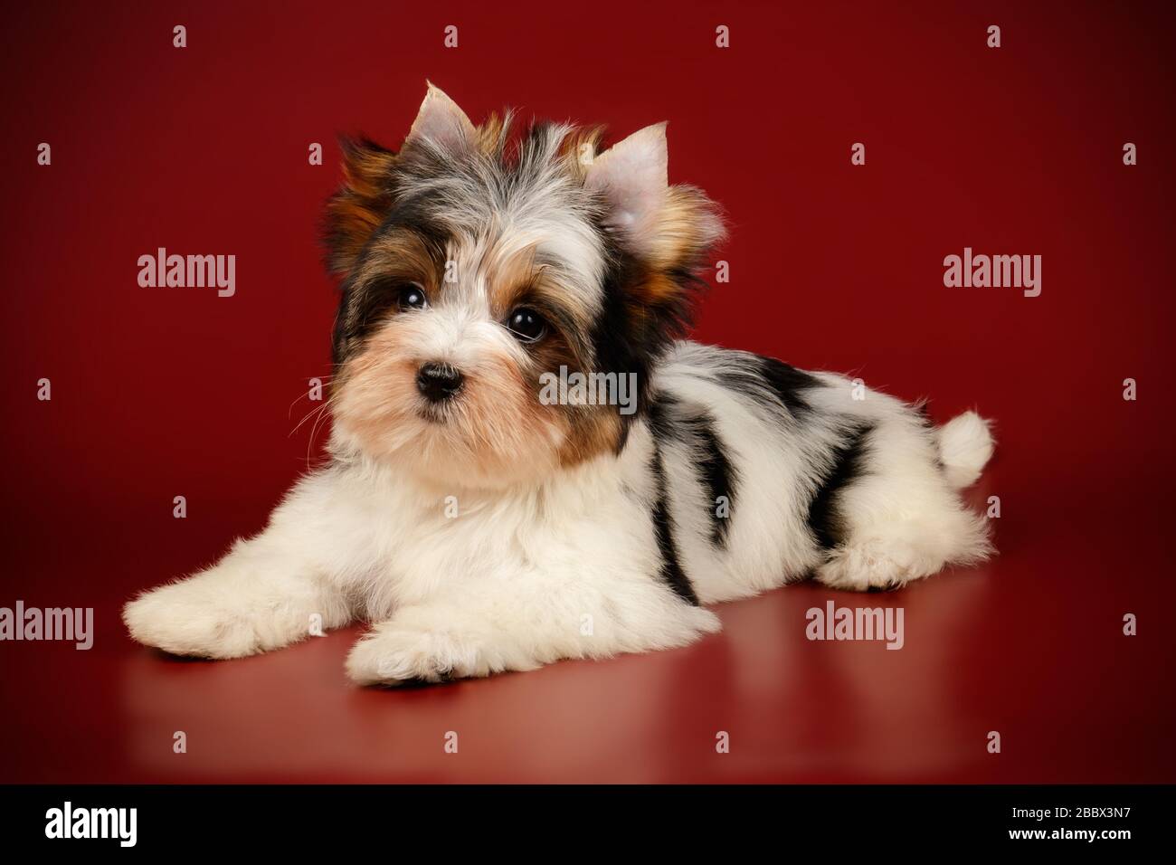 Studio photography of a Biewer Yorkshire Terrier on colored backgrounds ...