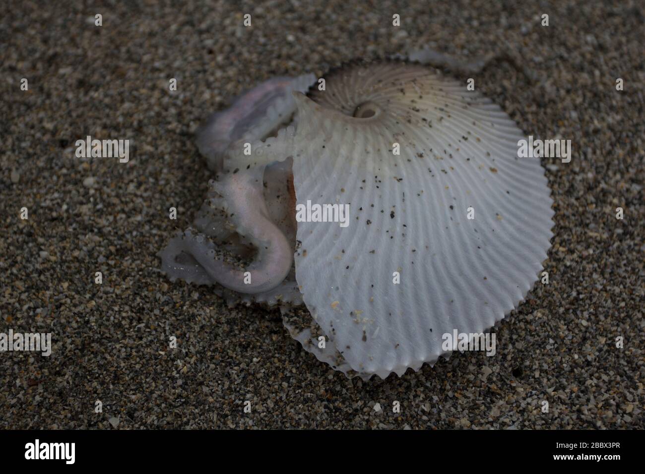 Octopus in Shell on Beach, Florida Stock Photo - Alamy