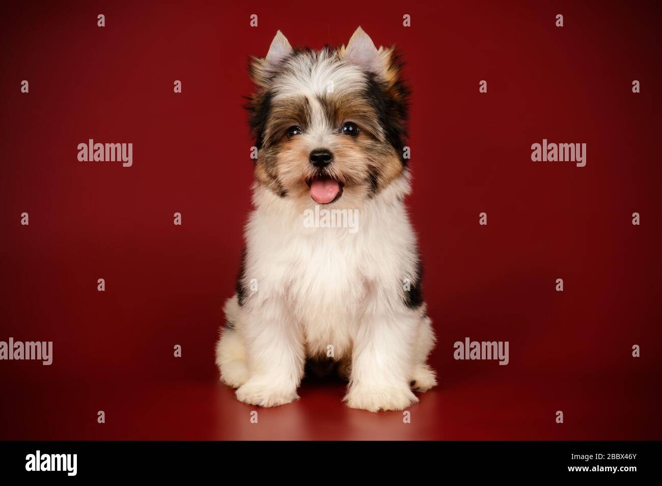 Studio photography of a Biewer Yorkshire Terrier on colored backgrounds ...