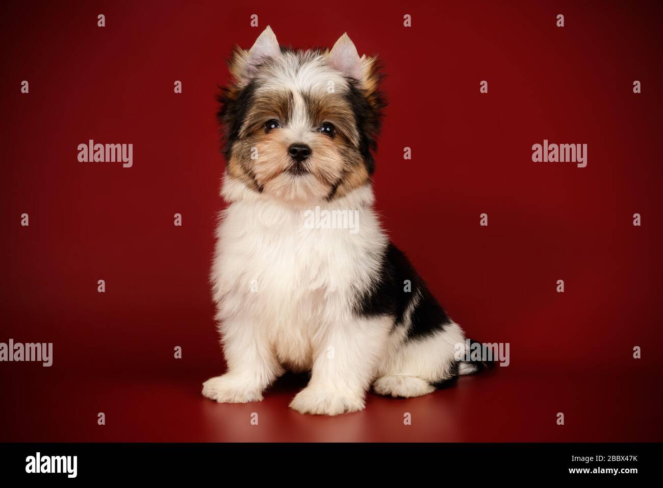 Studio photography of a Biewer Yorkshire Terrier on colored backgrounds ...