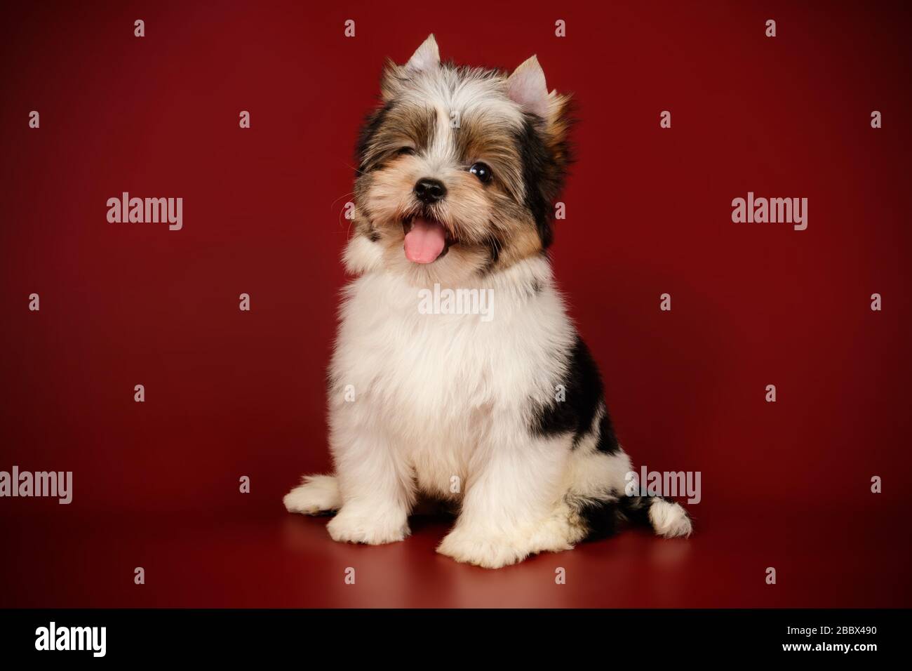Studio photography of a Biewer Yorkshire Terrier on colored backgrounds ...
