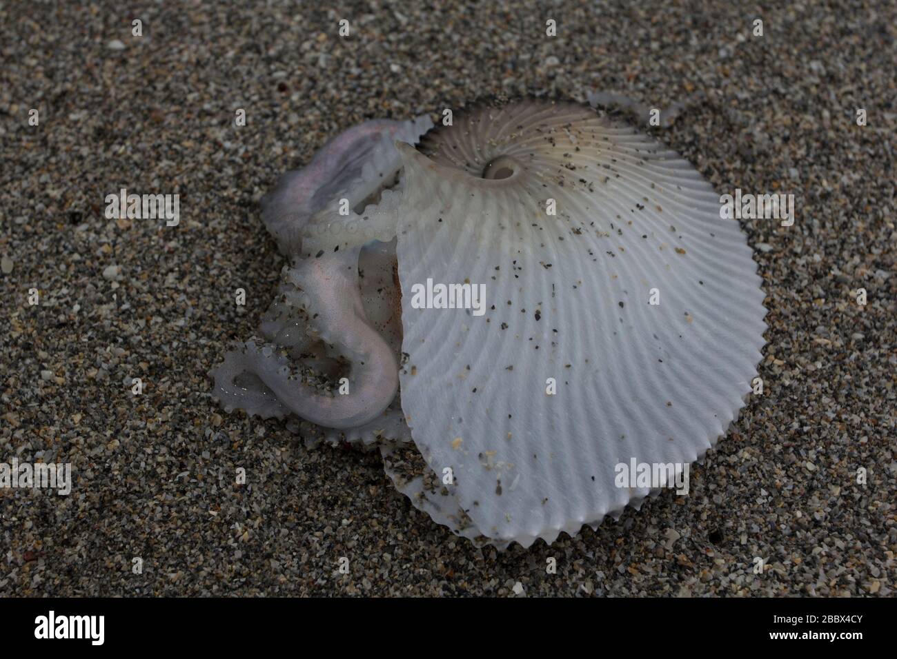 Octopus with shell hi-res stock photography and images - Alamy
