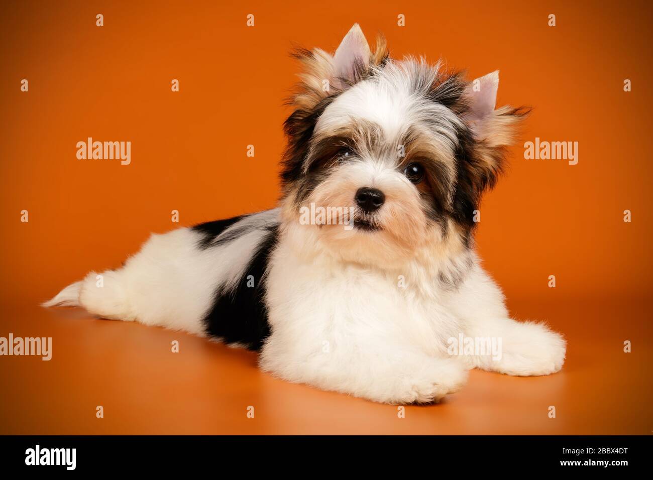 Studio photography of a Biewer Yorkshire Terrier on colored backgrounds ...