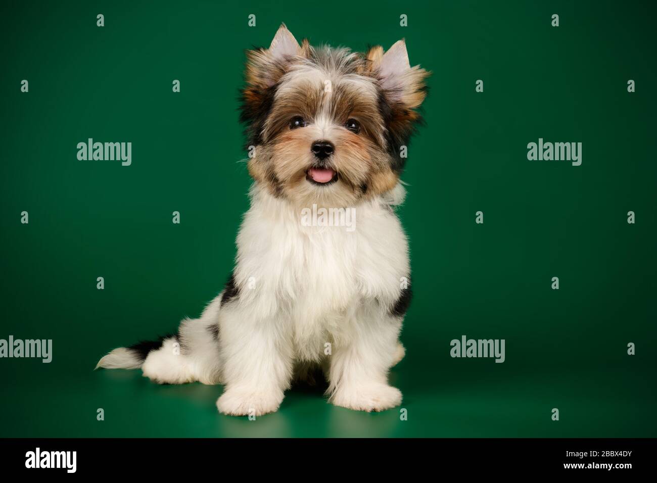 Studio photography of a Biewer Yorkshire Terrier on colored backgrounds ...