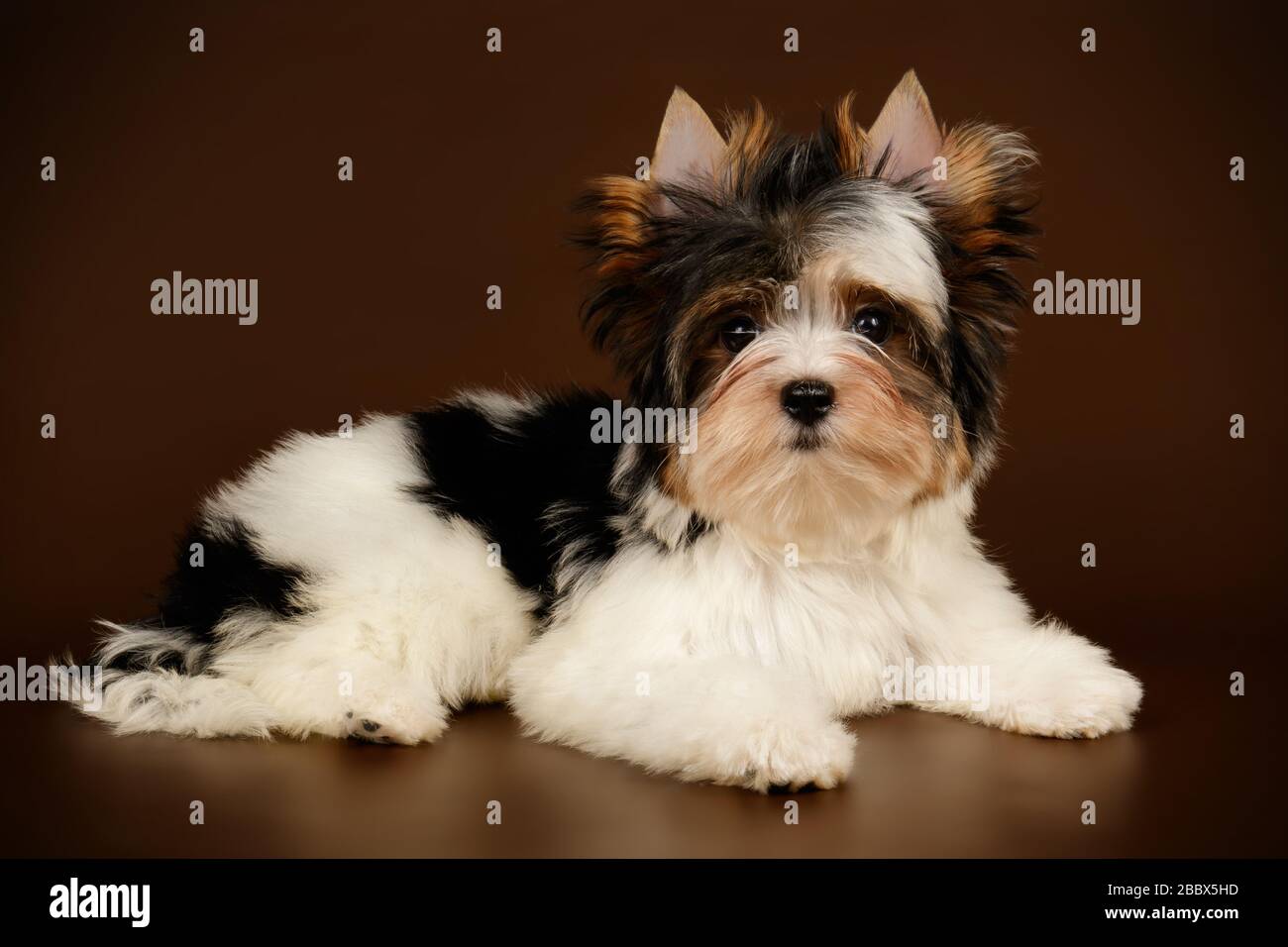 Studio photography of a Biewer Yorkshire Terrier on colored backgrounds ...
