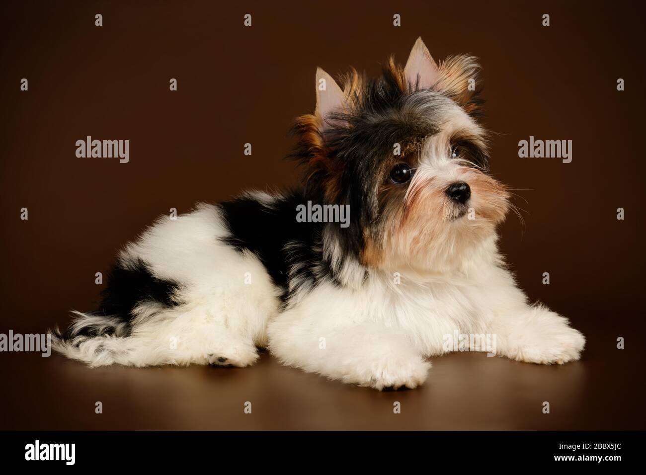Studio photography of a Biewer Yorkshire Terrier on colored backgrounds ...