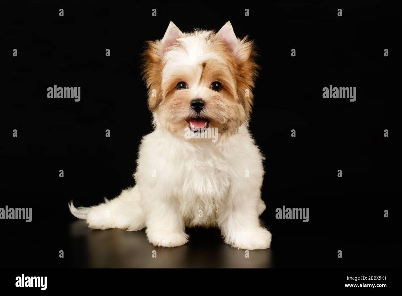 Studio photography of a Biewer Yorkshire Terrier on colored backgrounds ...