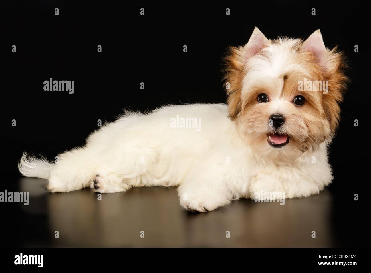 Studio photography of a Biewer Yorkshire Terrier on colored backgrounds ...