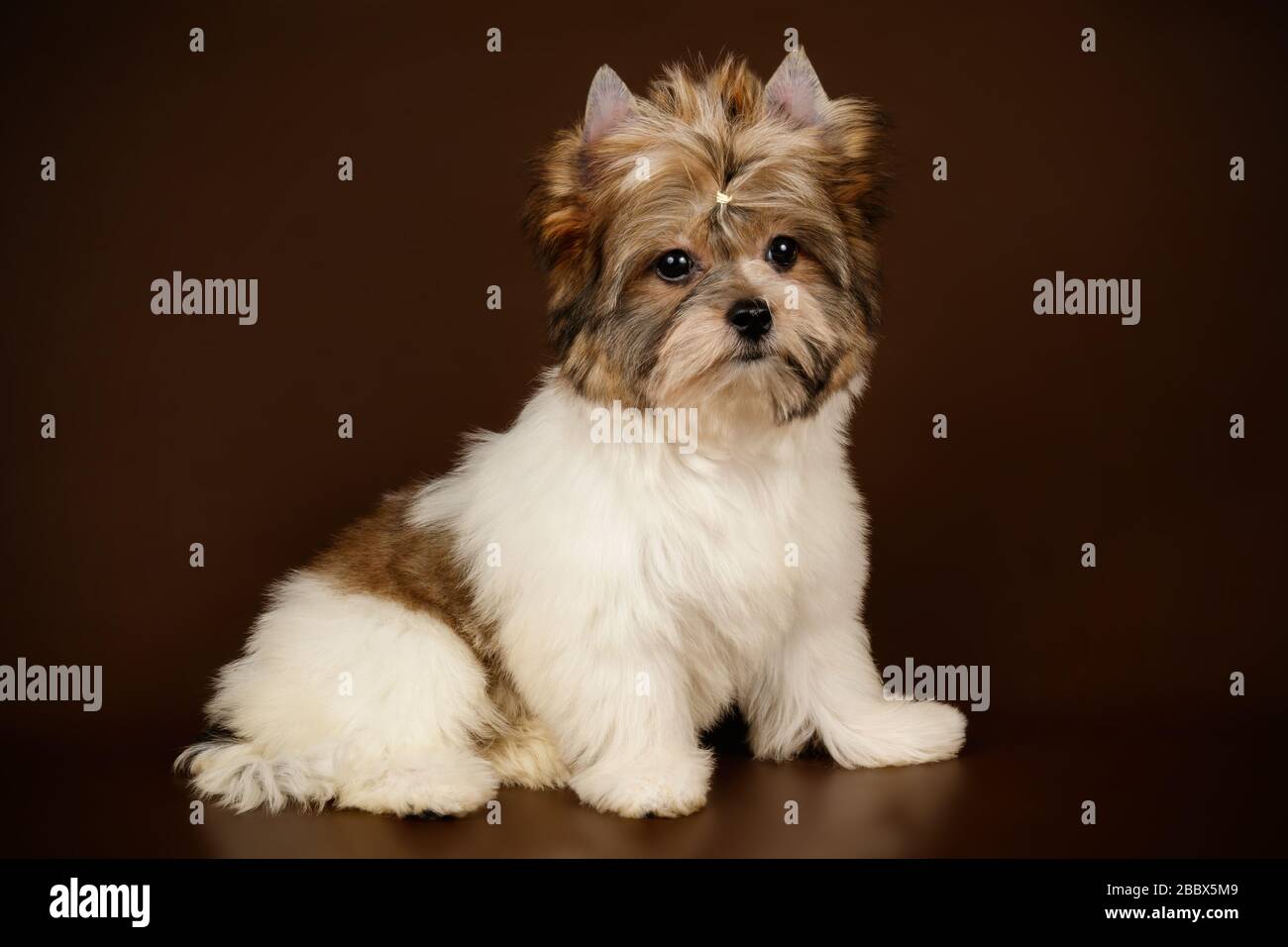 Studio photography of a Biewer Yorkshire Terrier on colored backgrounds ...