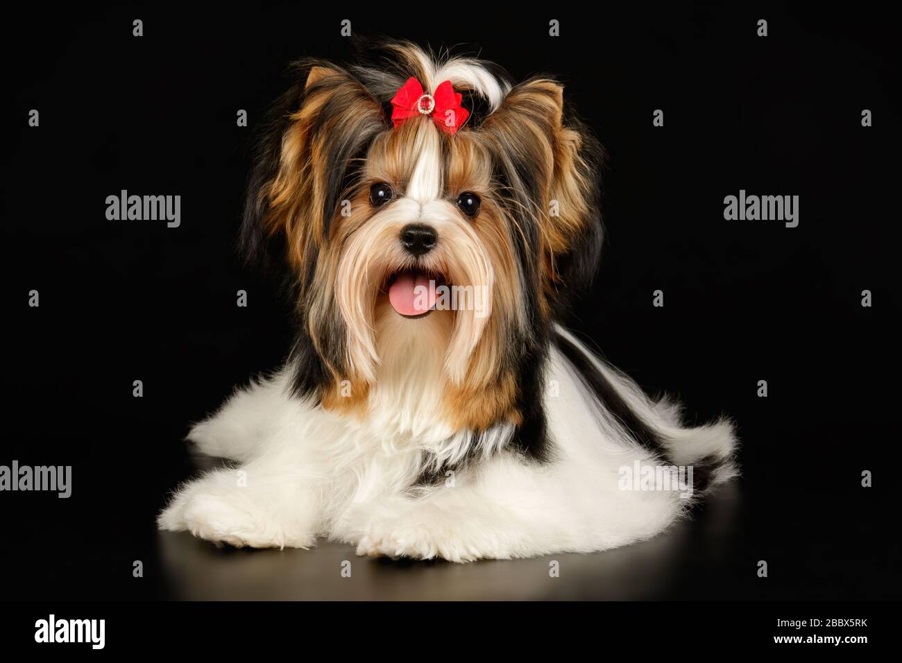 Studio photography of a Biewer Yorkshire Terrier on colored backgrounds ...