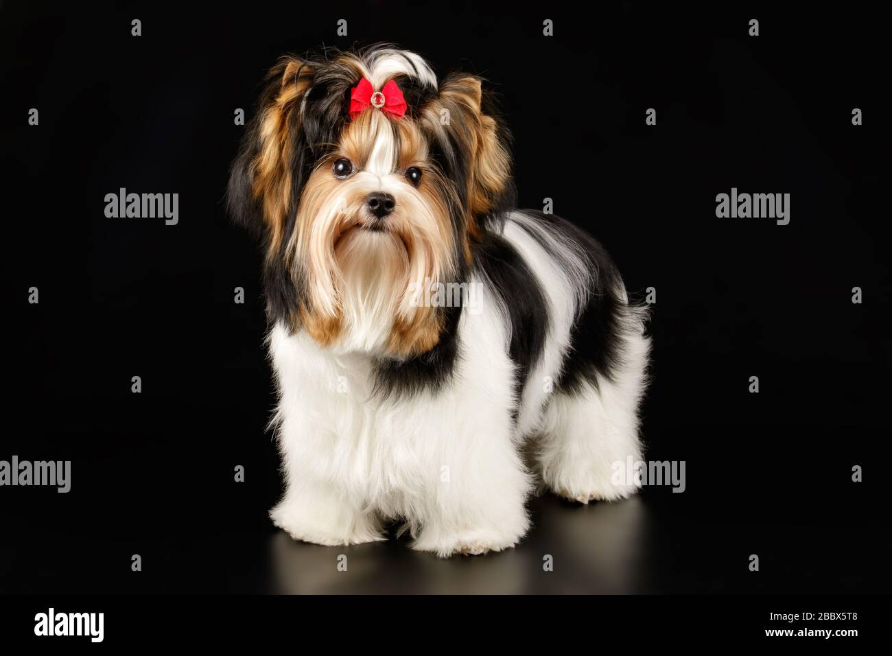 Studio photography of a Biewer Yorkshire Terrier on colored backgrounds ...