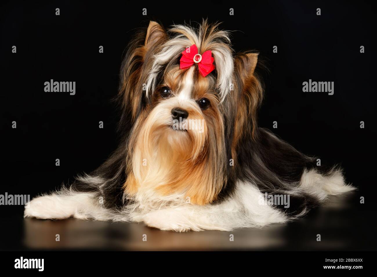 Studio photography of a Biewer Yorkshire Terrier on colored backgrounds ...