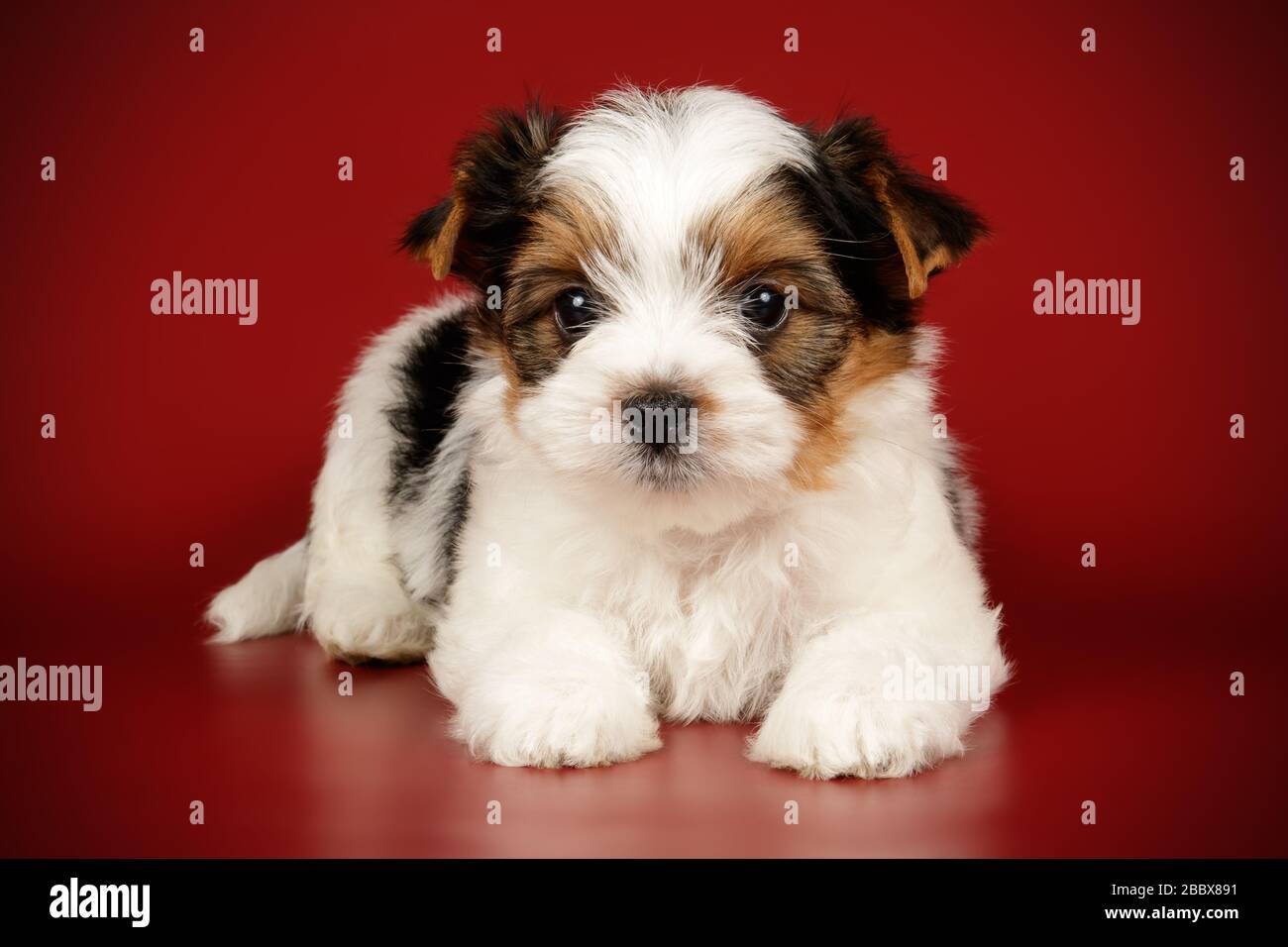 Studio photography of a Biewer Yorkshire Terrier on colored backgrounds ...