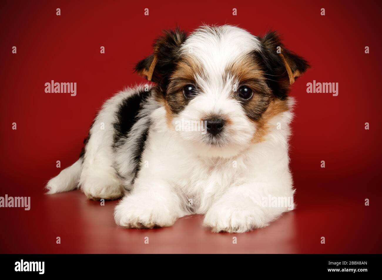 Studio photography of a Biewer Yorkshire Terrier on colored backgrounds ...