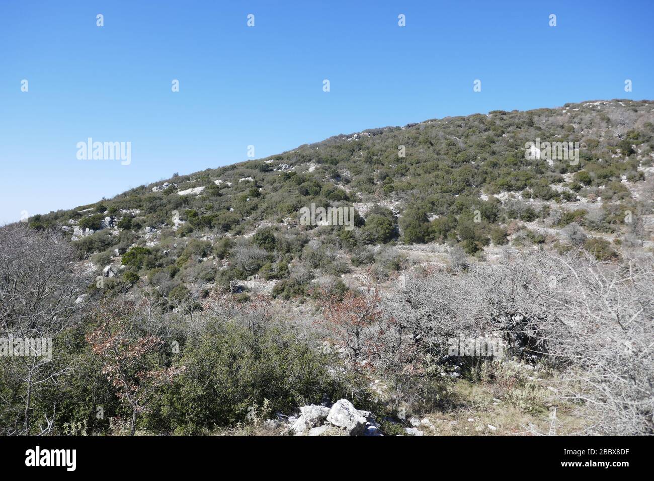 Apollo epicurius bassae hi-res stock photography and images - Alamy