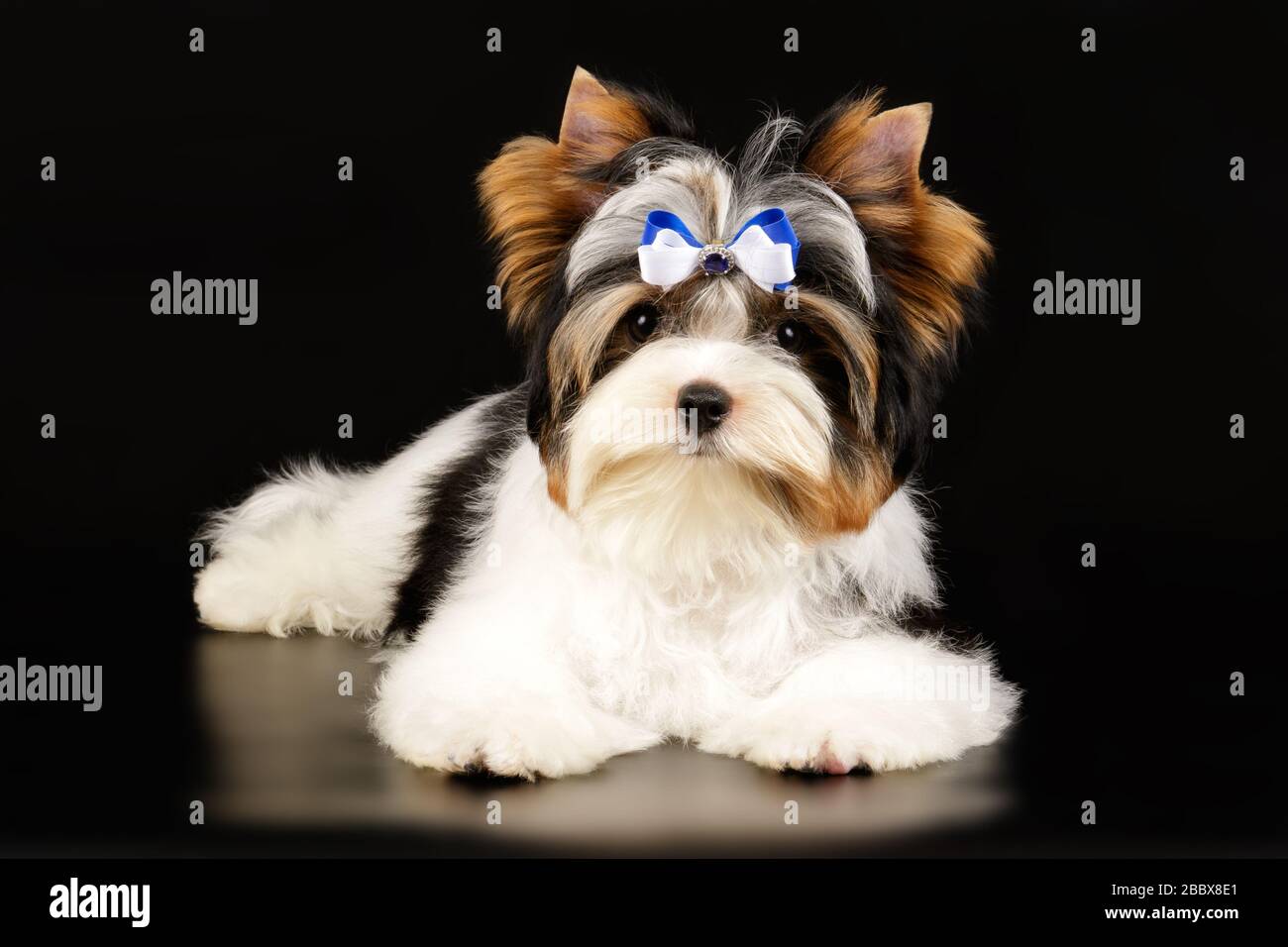 Studio photography of a Biewer Yorkshire Terrier on colored backgrounds ...
