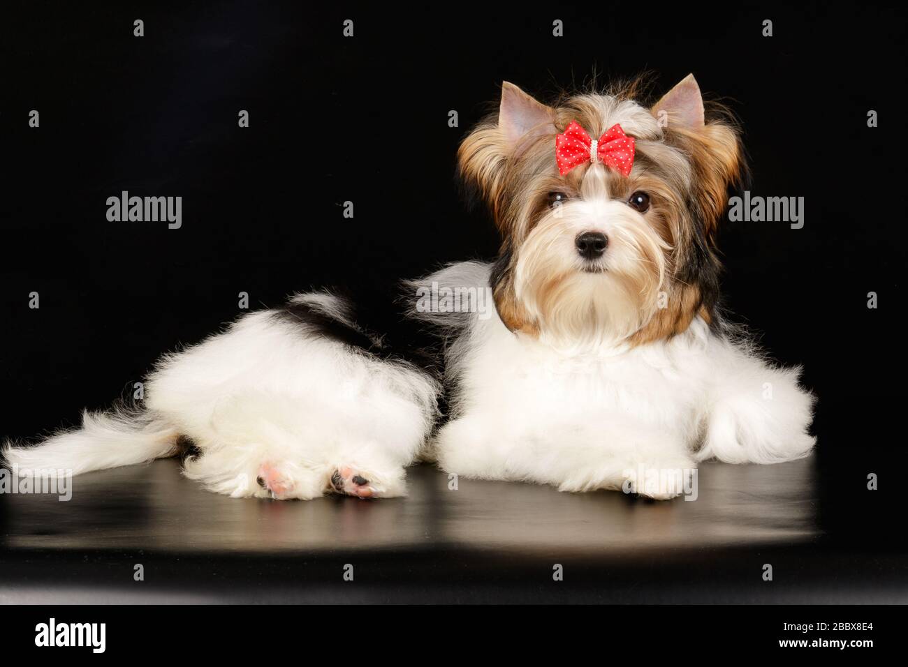 Studio photography of a Biewer Yorkshire Terrier on colored backgrounds ...