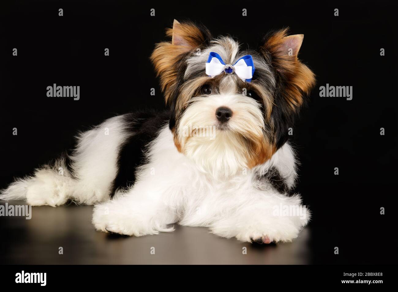 Studio photography of a Biewer Yorkshire Terrier on colored backgrounds ...
