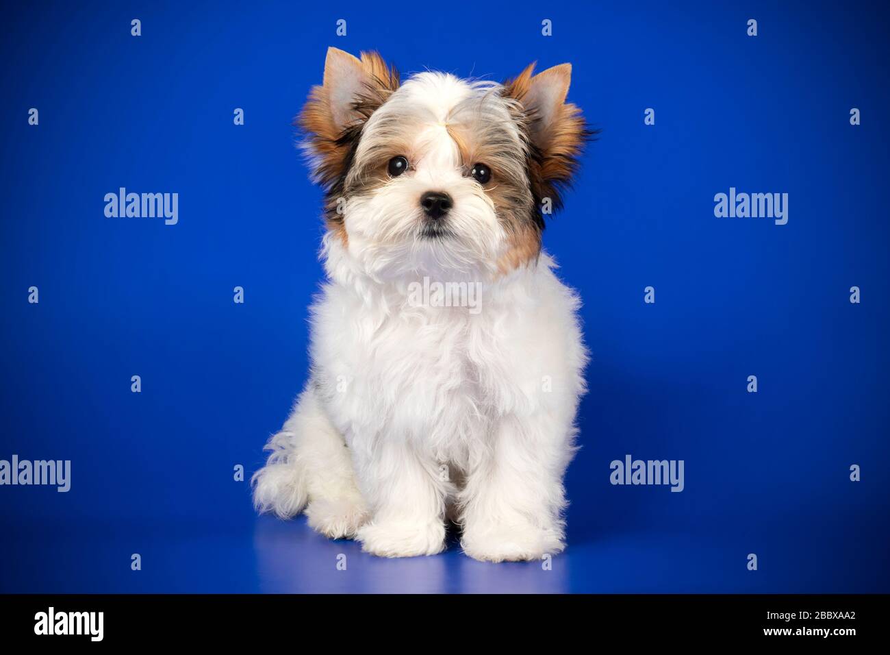 Studio photography of a Biewer Yorkshire Terrier on colored backgrounds ...