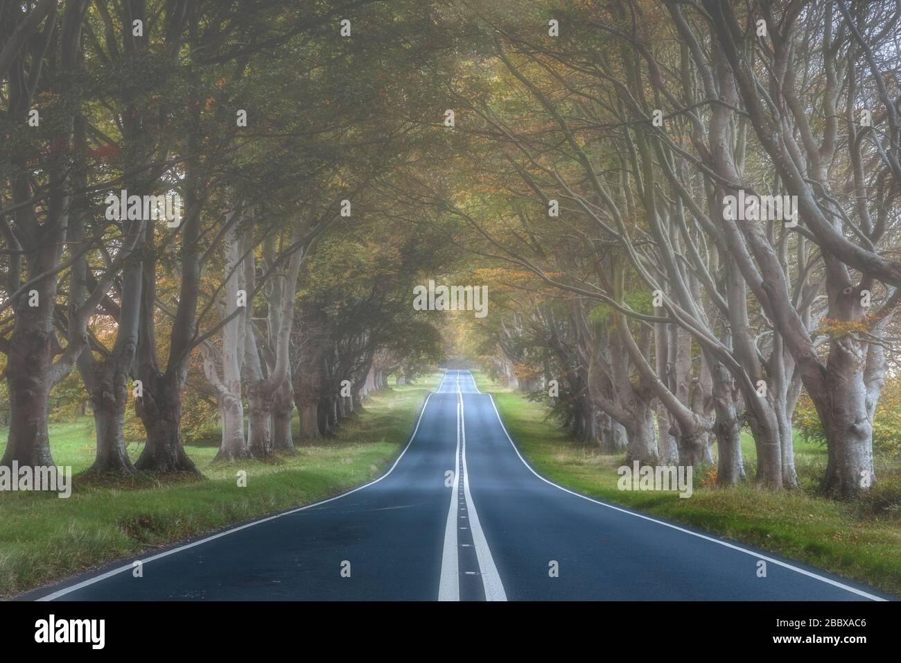 Autumn trees uk hi-res stock photography and images - Alamy